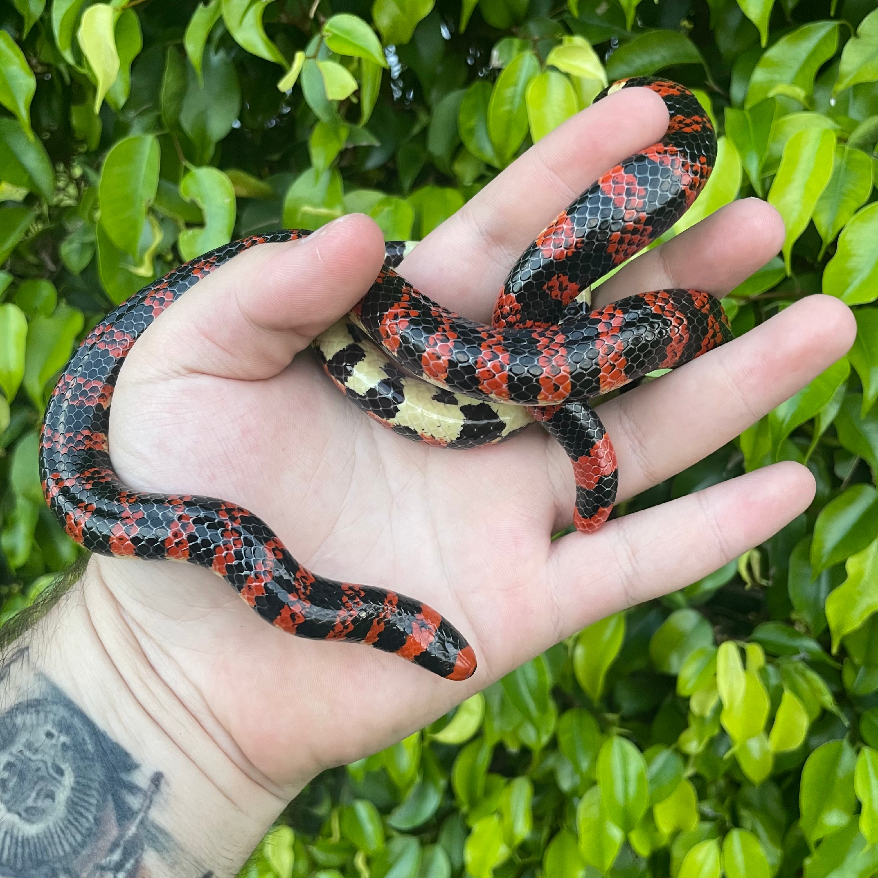 Other Colubrids – O.T.W Exotics