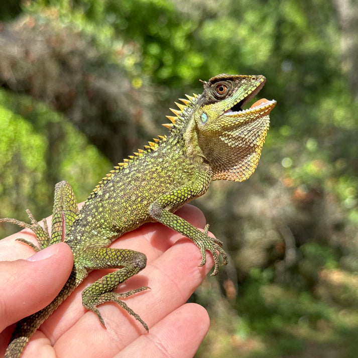 Mountain Horned Lizard For Sale – O.T.W Exotics