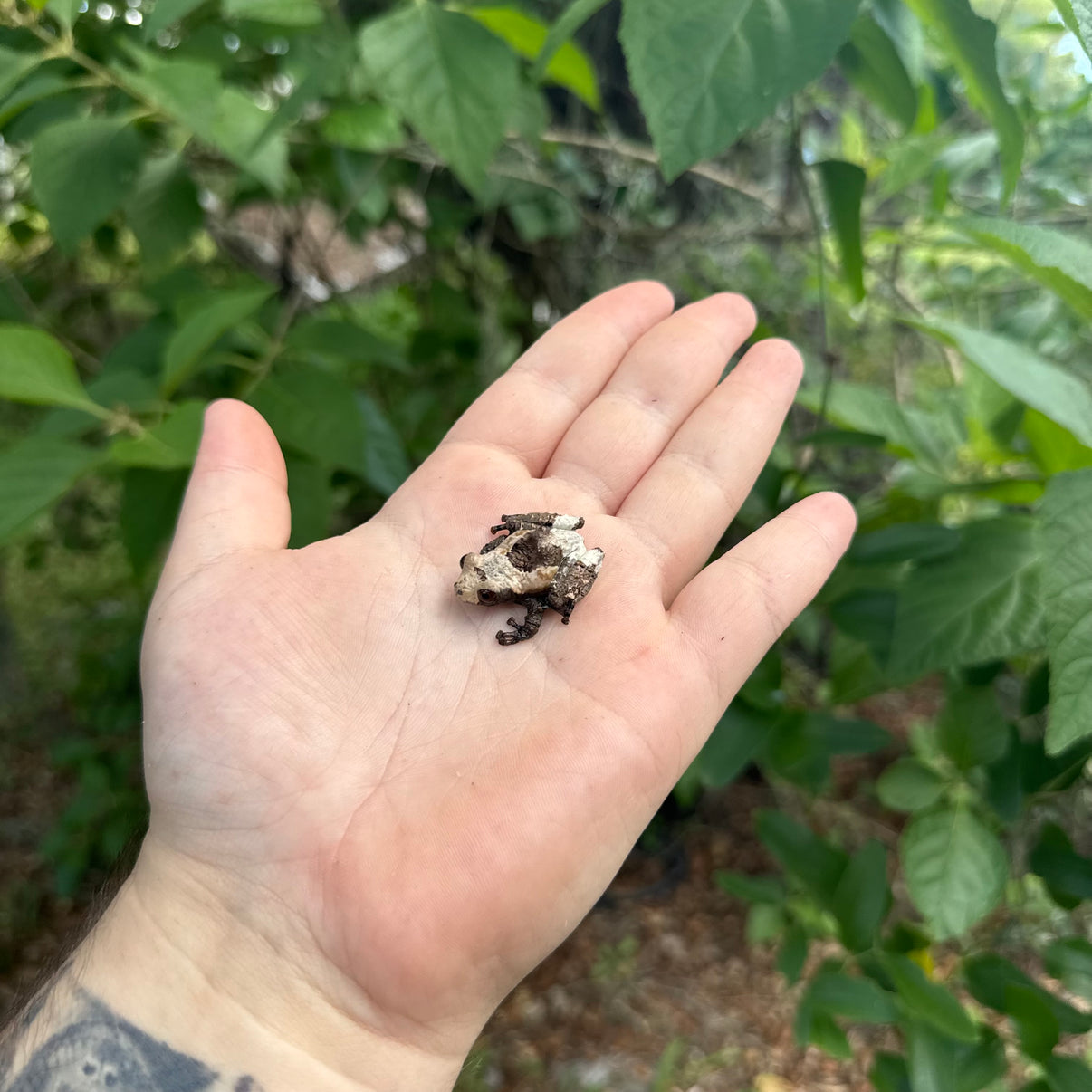 Vietnamese Bird Poop Frog For Sale – O.T.W Exotics